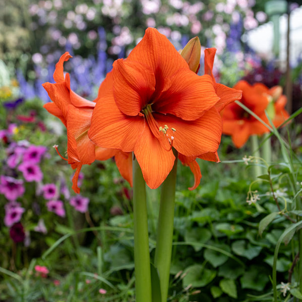 Buy Hadeco Hippeastrum / amaryllis bulbs online — Hadeco.co.za