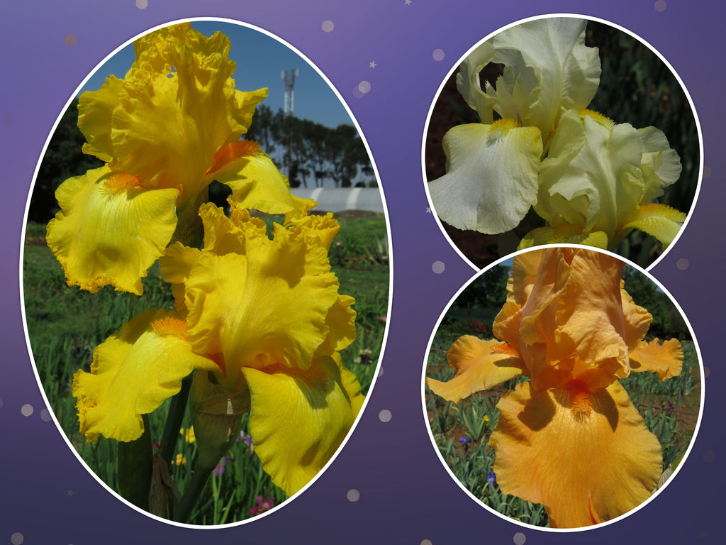 Summer Bulbs — Hadeco.co.za