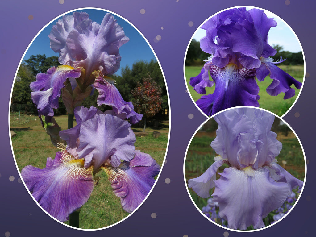 Summer Bulbs — Hadeco.co.za