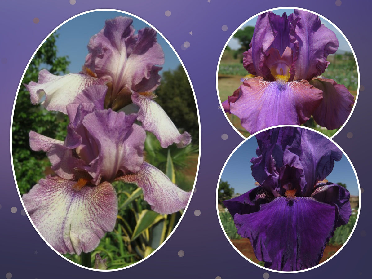 Bearded Iris - Combo #46 - 3 plants p-pack (3 varieties) — Hadeco.co.za