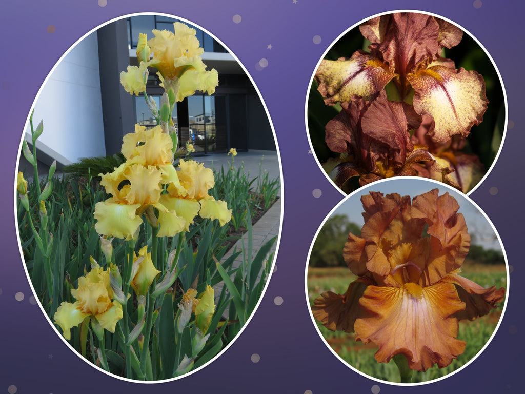 Summer Bulbs — Hadeco.co.za