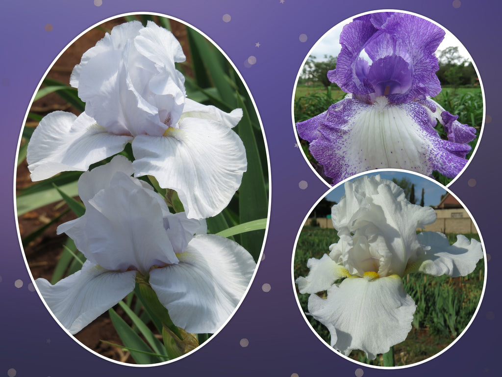 Summer Bulbs — Hadeco.co.za