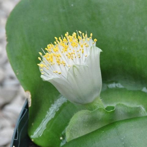 Haemanthus deformis Evergreen - 3 bulbs p-pack — Hadeco.co.za