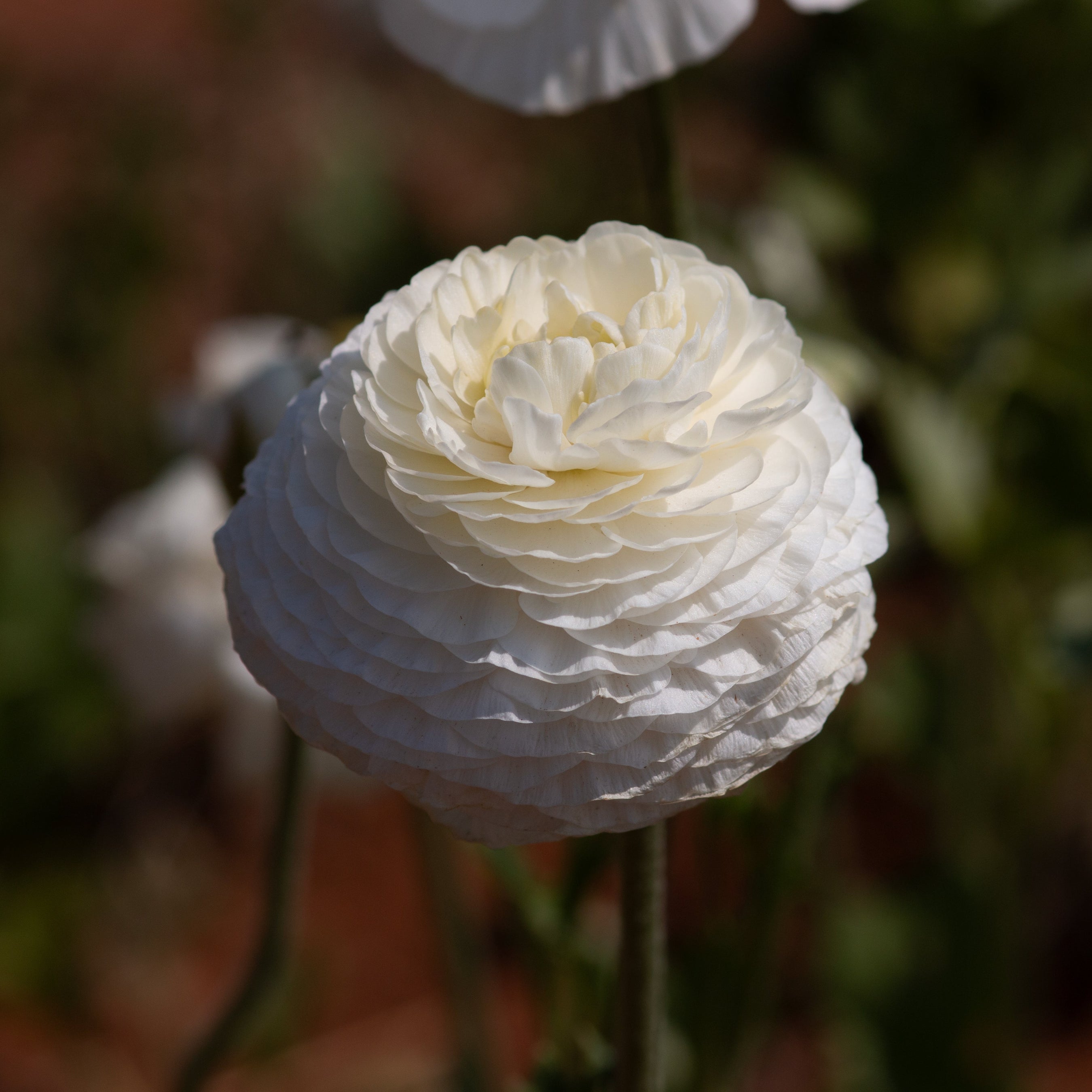 Featured Winter Bulbs — Hadeco.co.za