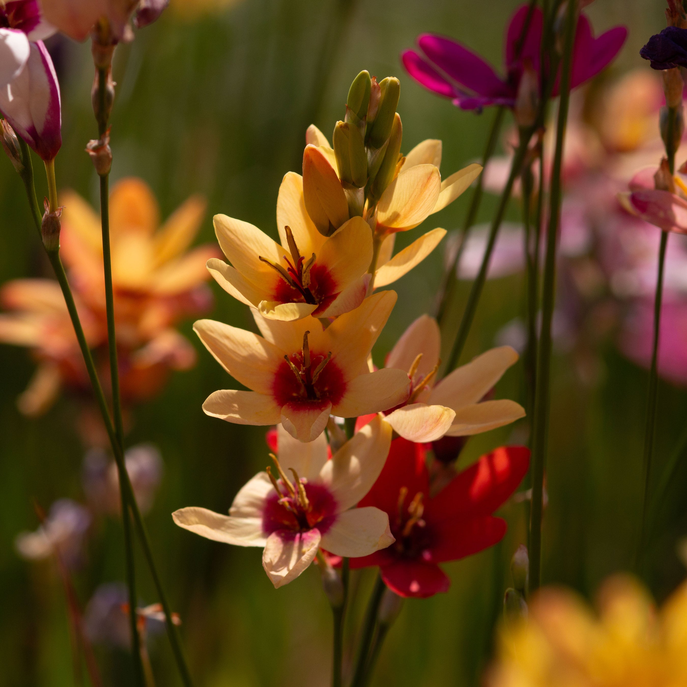 Featured Winter Bulbs — Hadeco.co.za