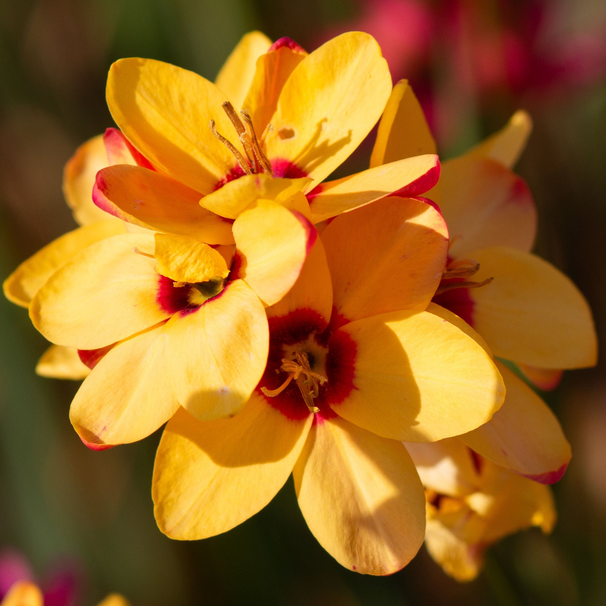 Featured Winter Bulbs — Hadeco.co.za