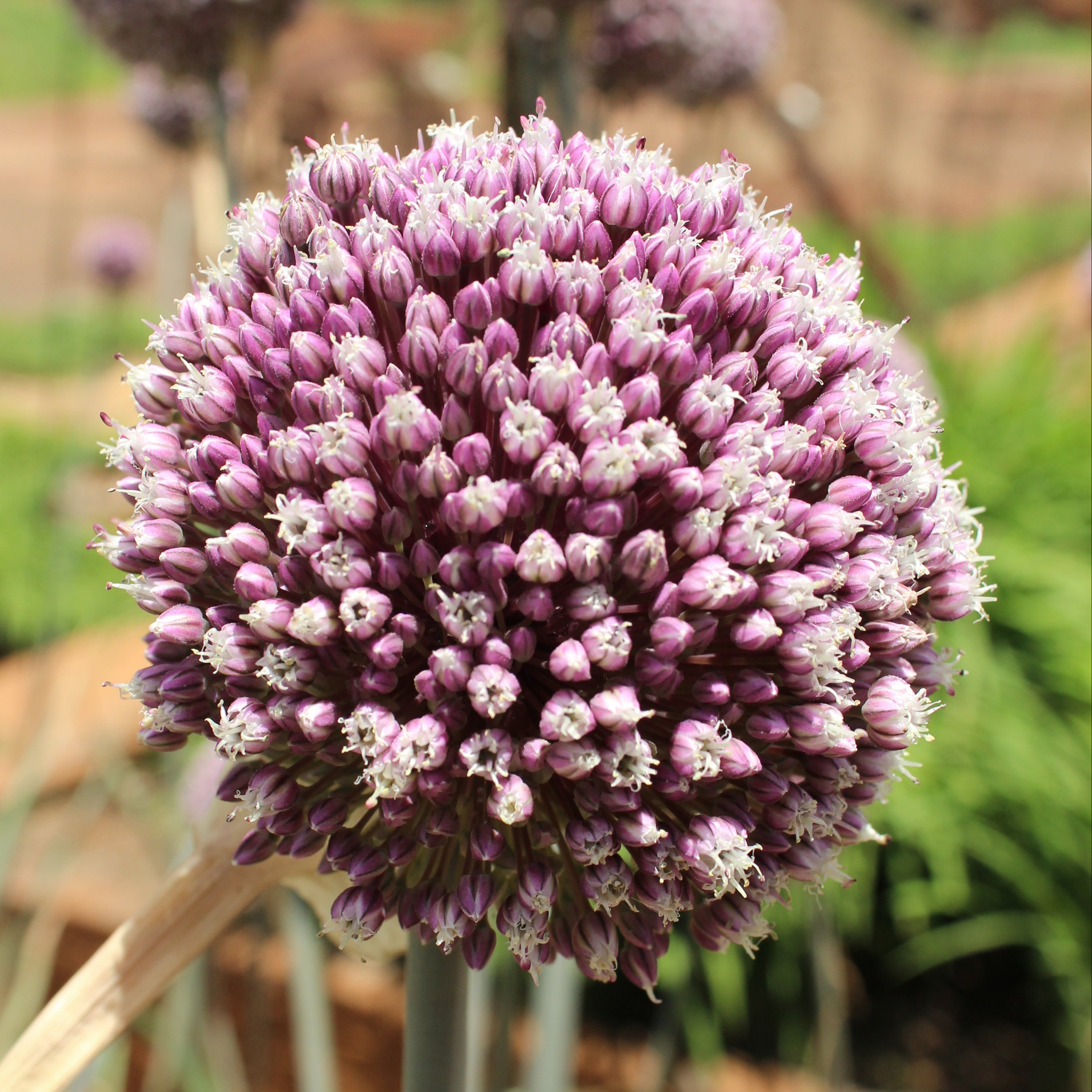 Featured Winter Bulbs — Hadeco.co.za