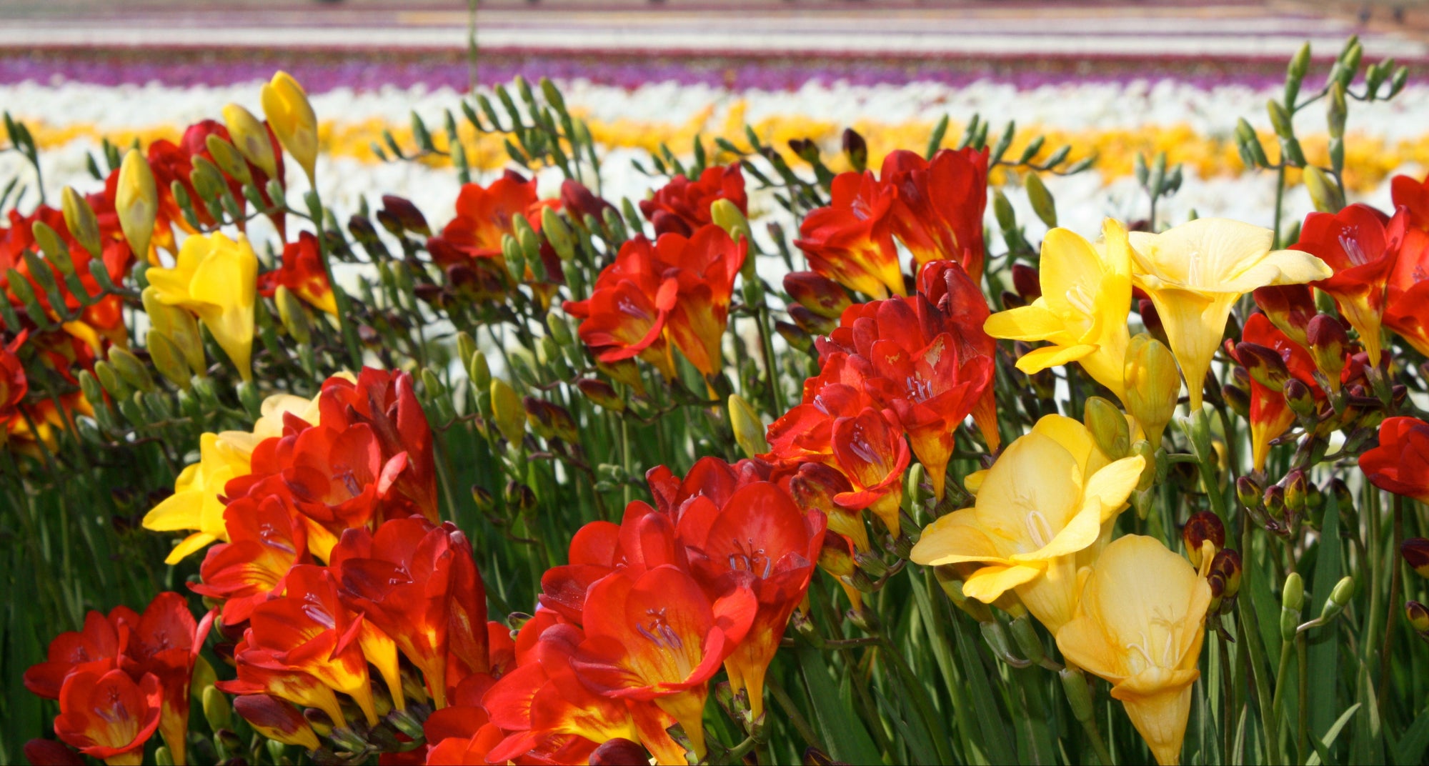 Featured Winter Bulbs — Hadeco.co.za