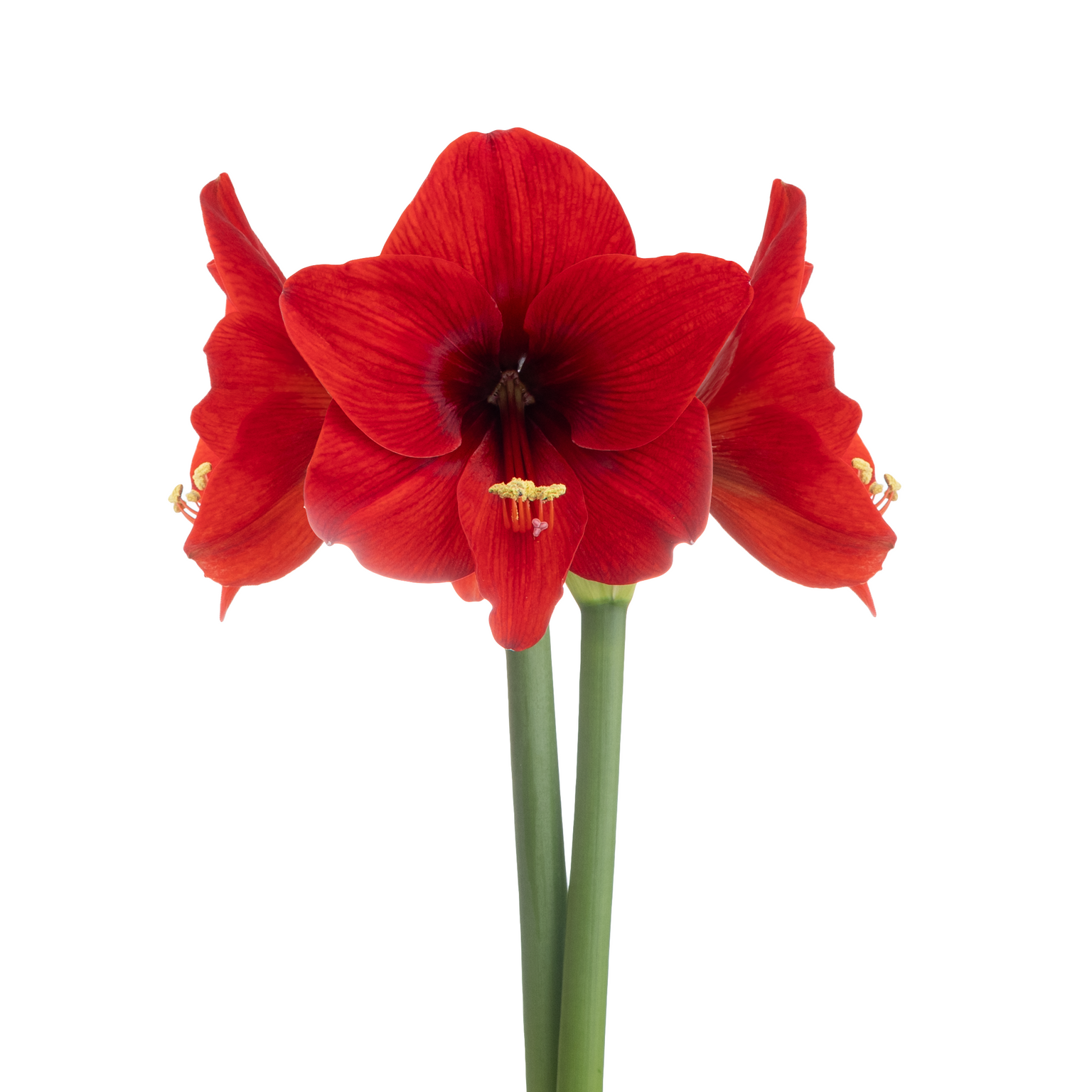 Summer Bulbs — Hadeco.co.za