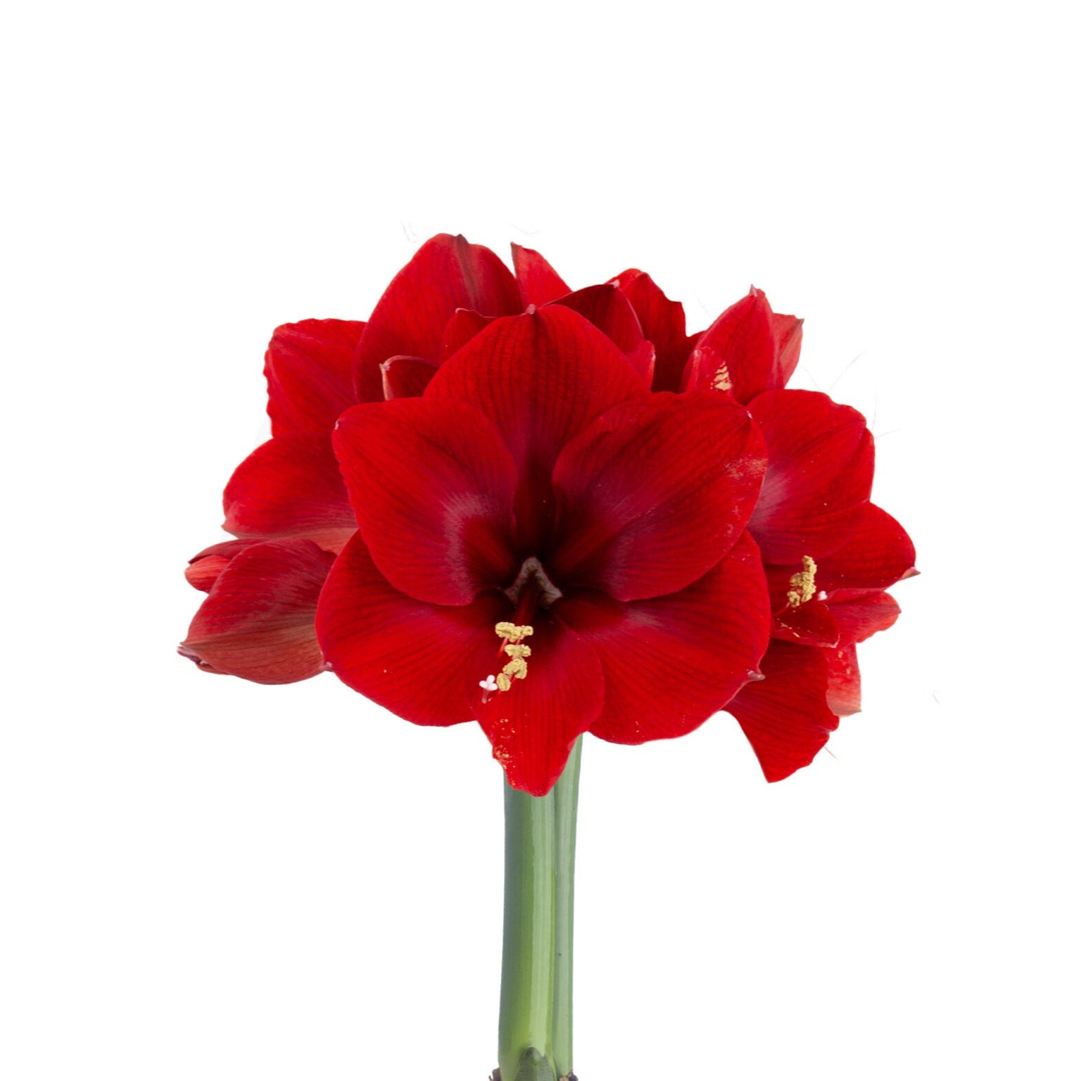 Summer Bulbs — Hadeco.co.za