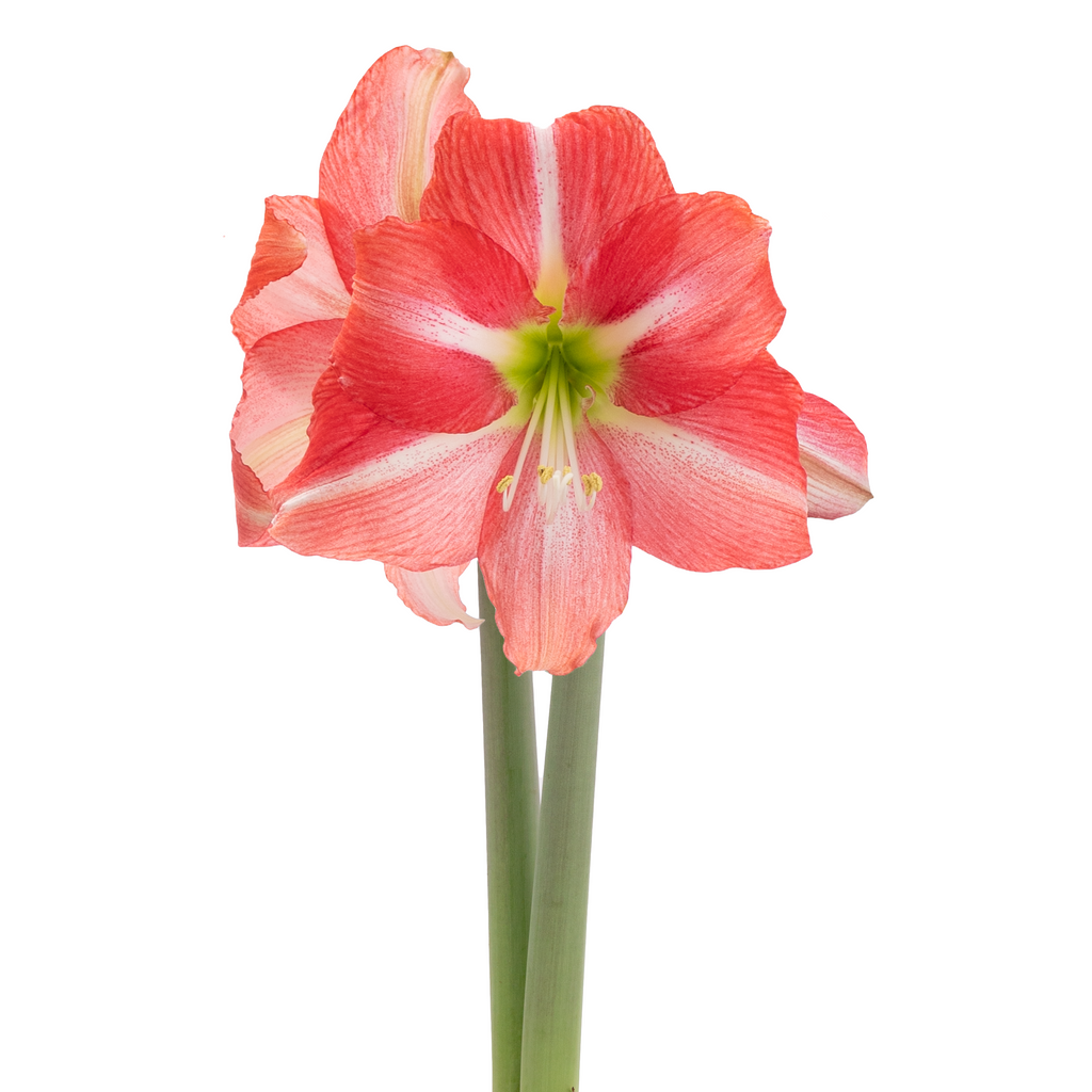 Buy Hadeco Hippeastrum / amaryllis bulbs online — Hadeco.co.za
