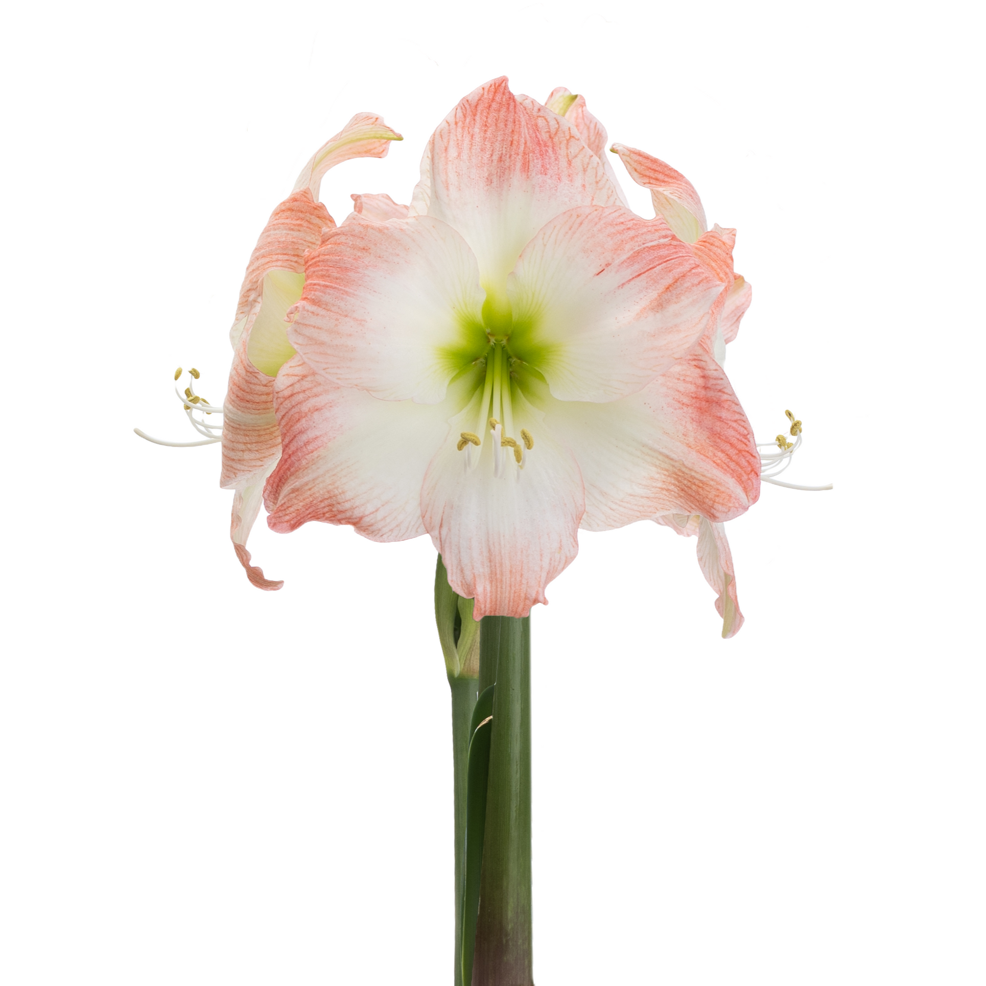 Buy Hadeco Hippeastrum / amaryllis bulbs online — Hadeco.co.za