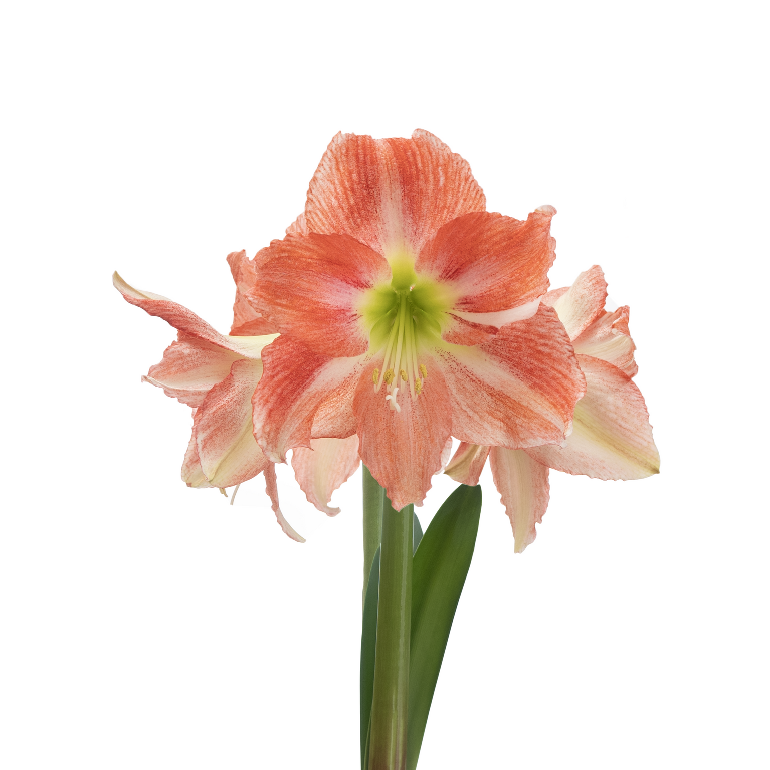 Buy Hadeco Hippeastrum / amaryllis bulbs online — Hadeco.co.za