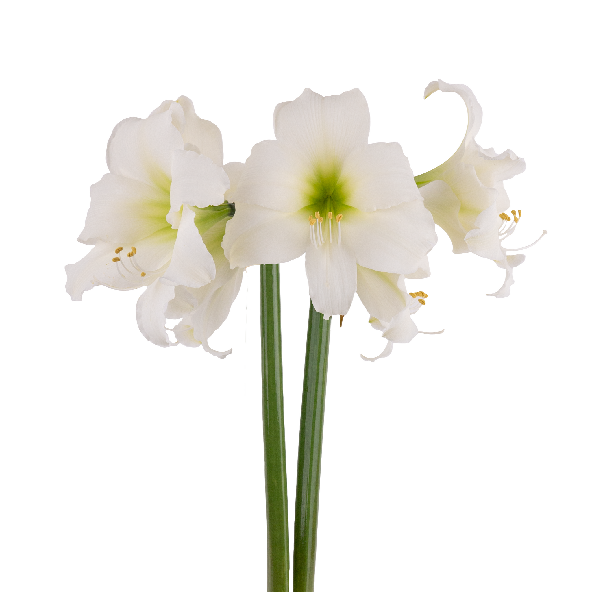 Buy Hadeco Hippeastrum / amaryllis bulbs online — Hadeco.co.za