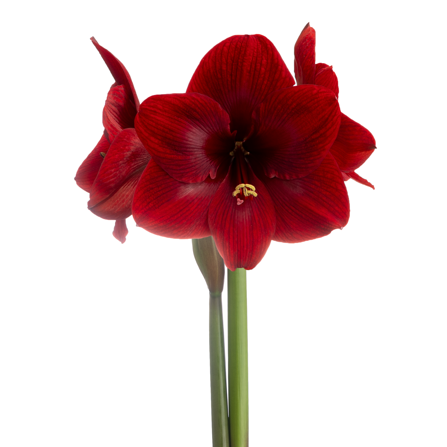 Buy Hadeco Hippeastrum / amaryllis bulbs online — Hadeco.co.za