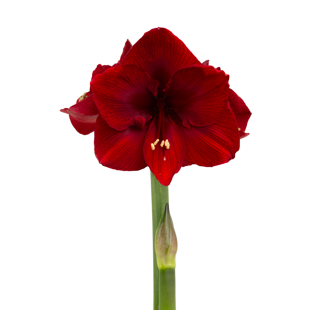 Buy Hadeco Hippeastrum / amaryllis bulbs online — Hadeco.co.za
