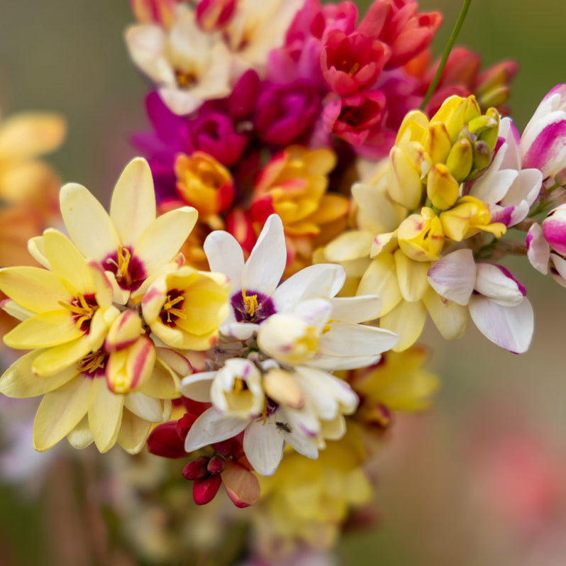 Hadeco.co.za, your blooming gardening journey starts here.