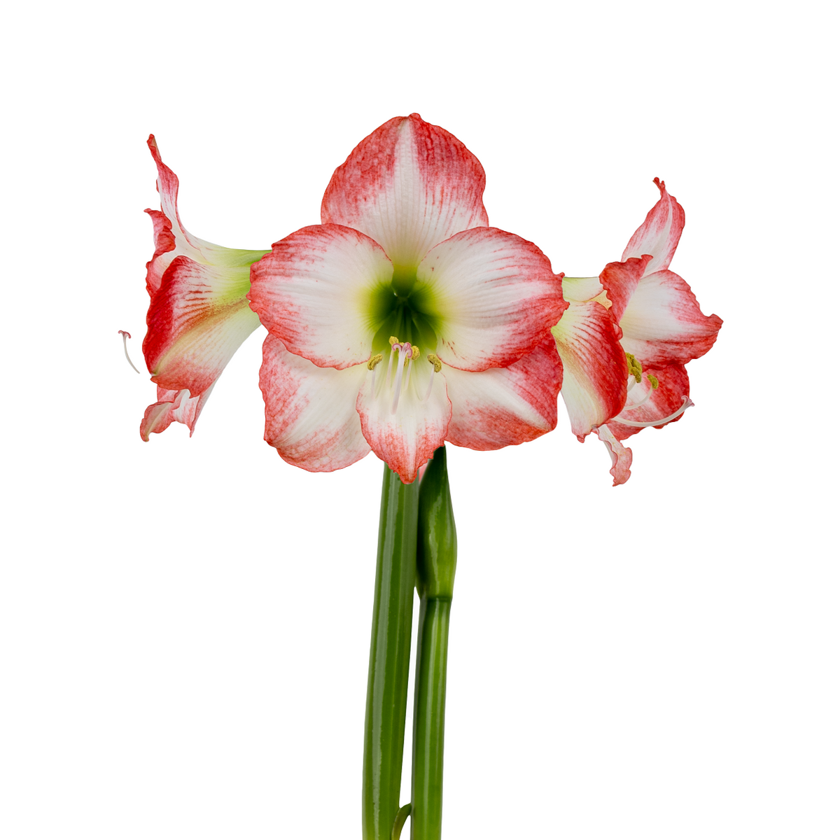 Hippeastrum (amaryllis) Sonata Single - Jester™- 2 bulbs p-pack ...