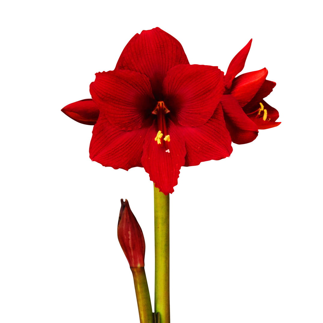 Buy Hadeco Hippeastrum / amaryllis bulbs online — Hadeco.co.za