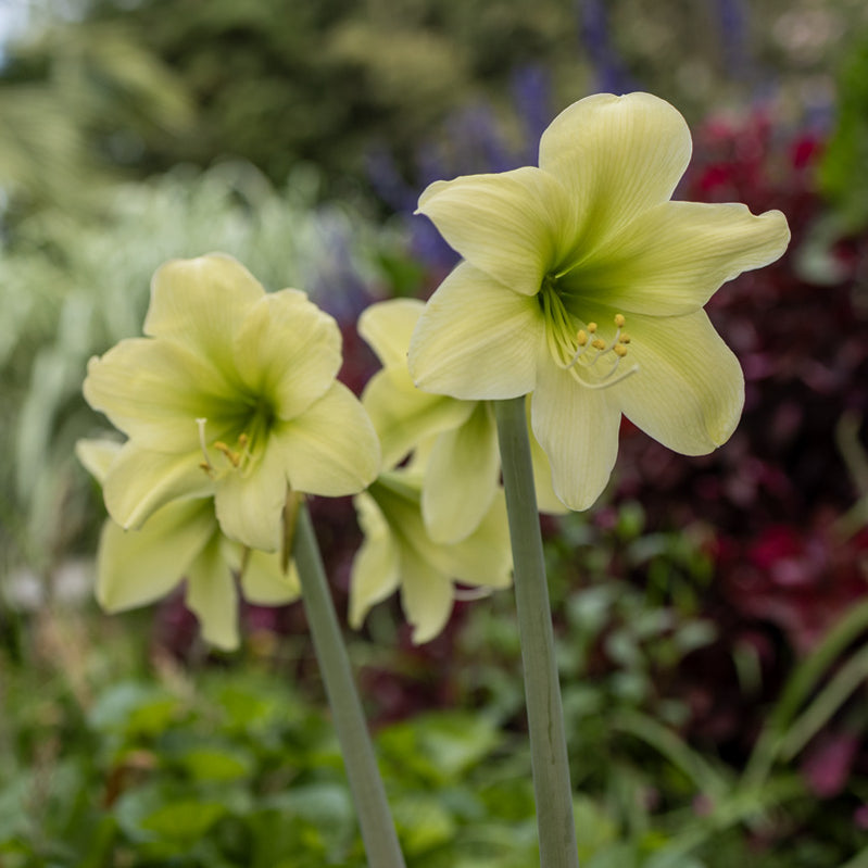 Buy Hadeco Hippeastrum / amaryllis bulbs online — Hadeco.co.za