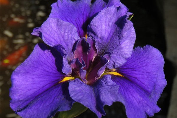 Louisiana Iris - Undercover - 2 plants p-pack — Hadeco.co.za