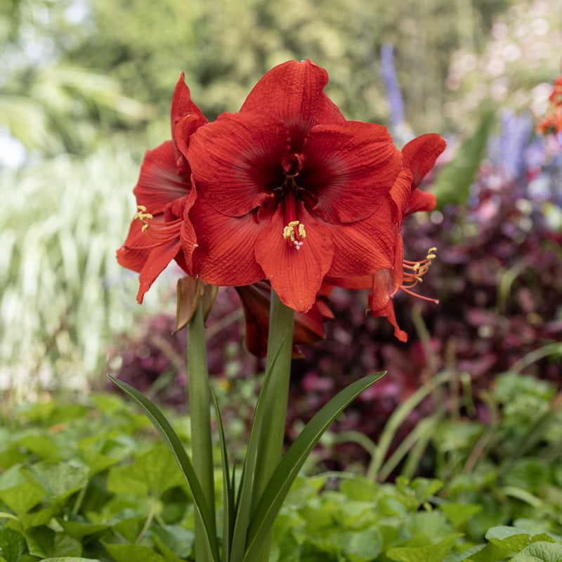Hippeastrum (amaryllis) Symphony Single - Miracle™- Dark Red - 1 bulb ...