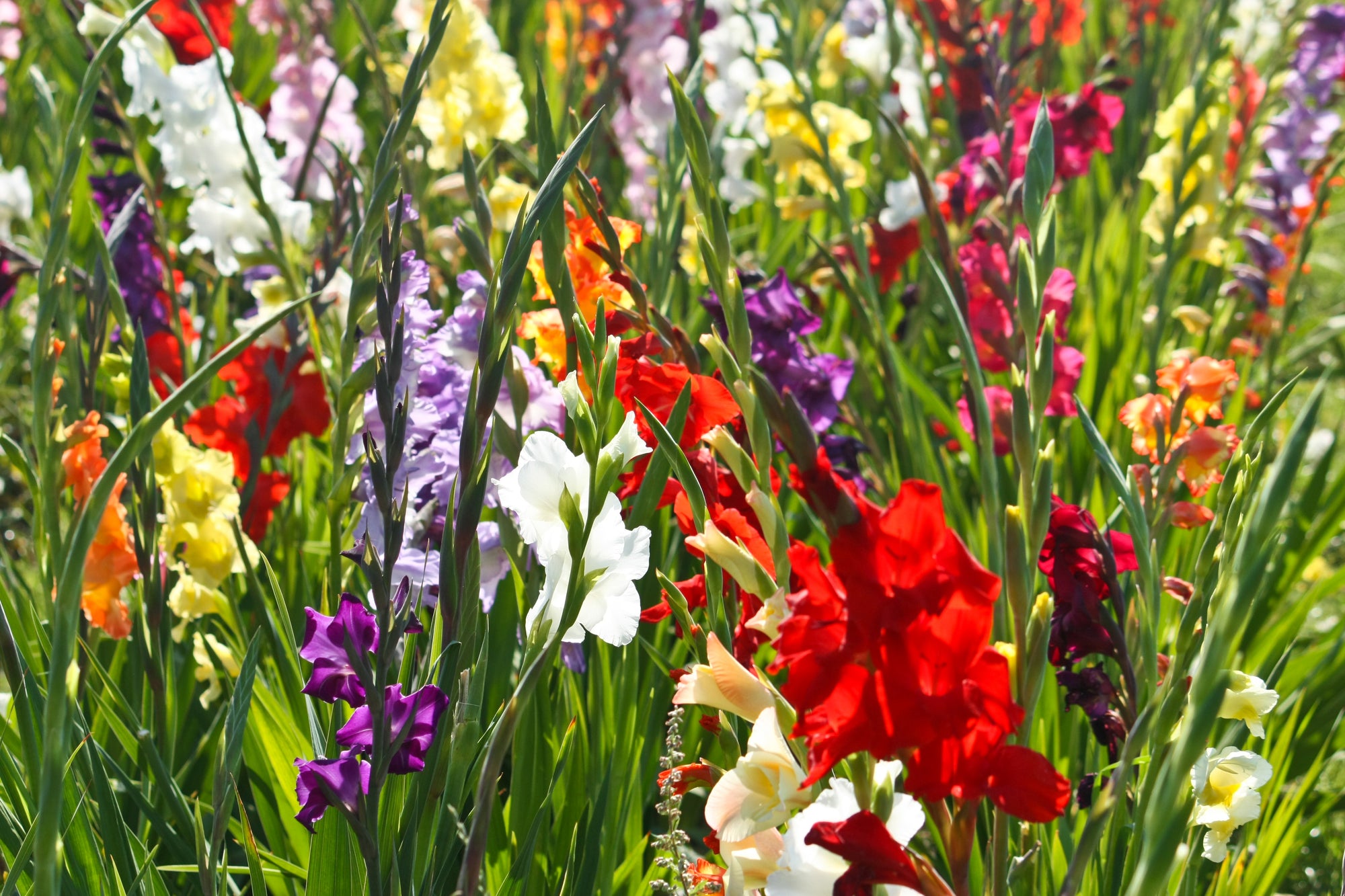 Summer Bulbs: July - December — Hadeco.co.za