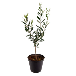 Olive Trees - Assorted Varieties — Hadeco.co.za