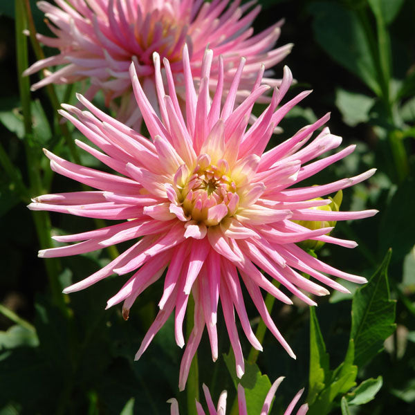 Dahlia Border - Park Princess - 2 bulbs p-pack — Hadeco.co.za