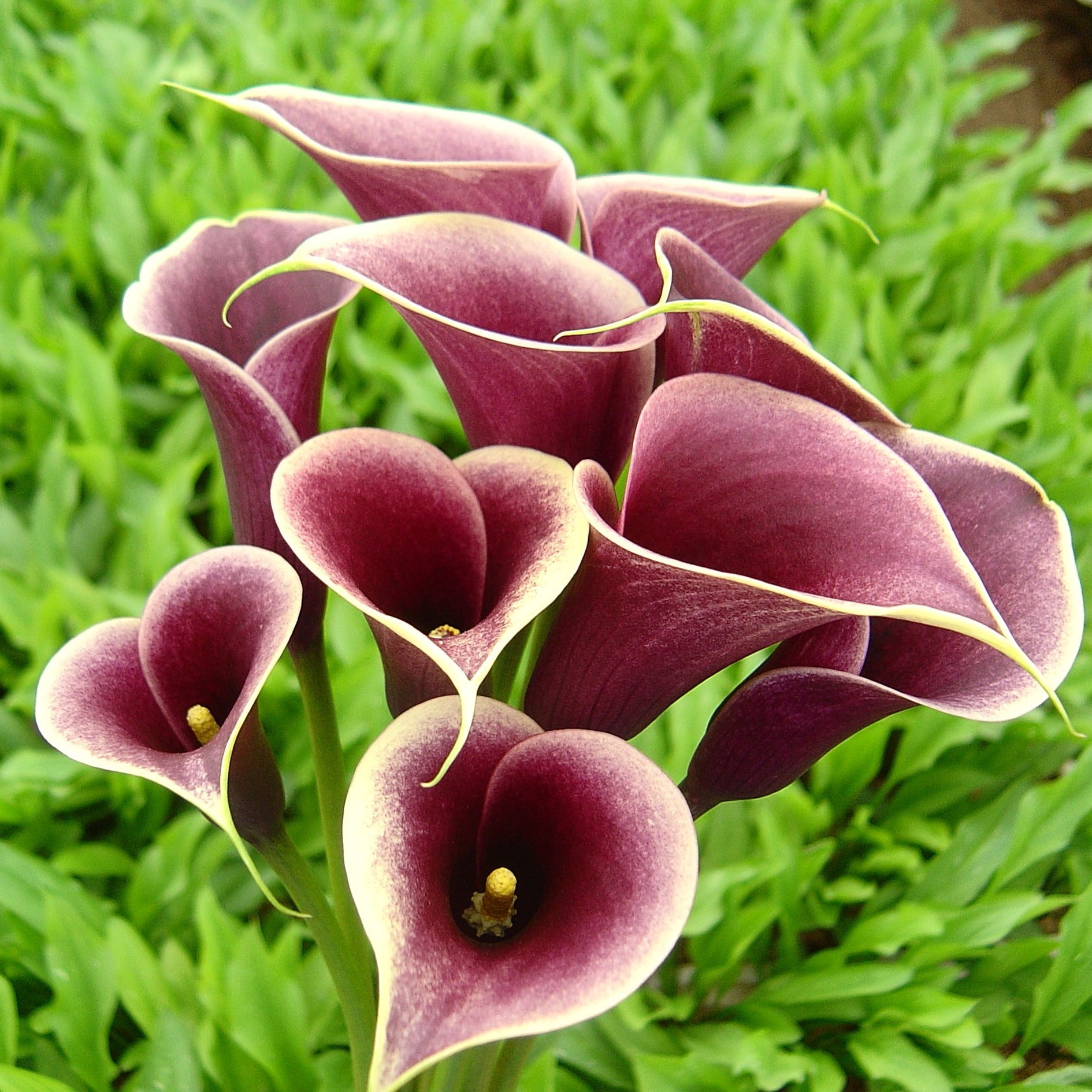 Zantedeschia (calla lily) - Persia - 1 bulb p/pack — Hadeco.co.za