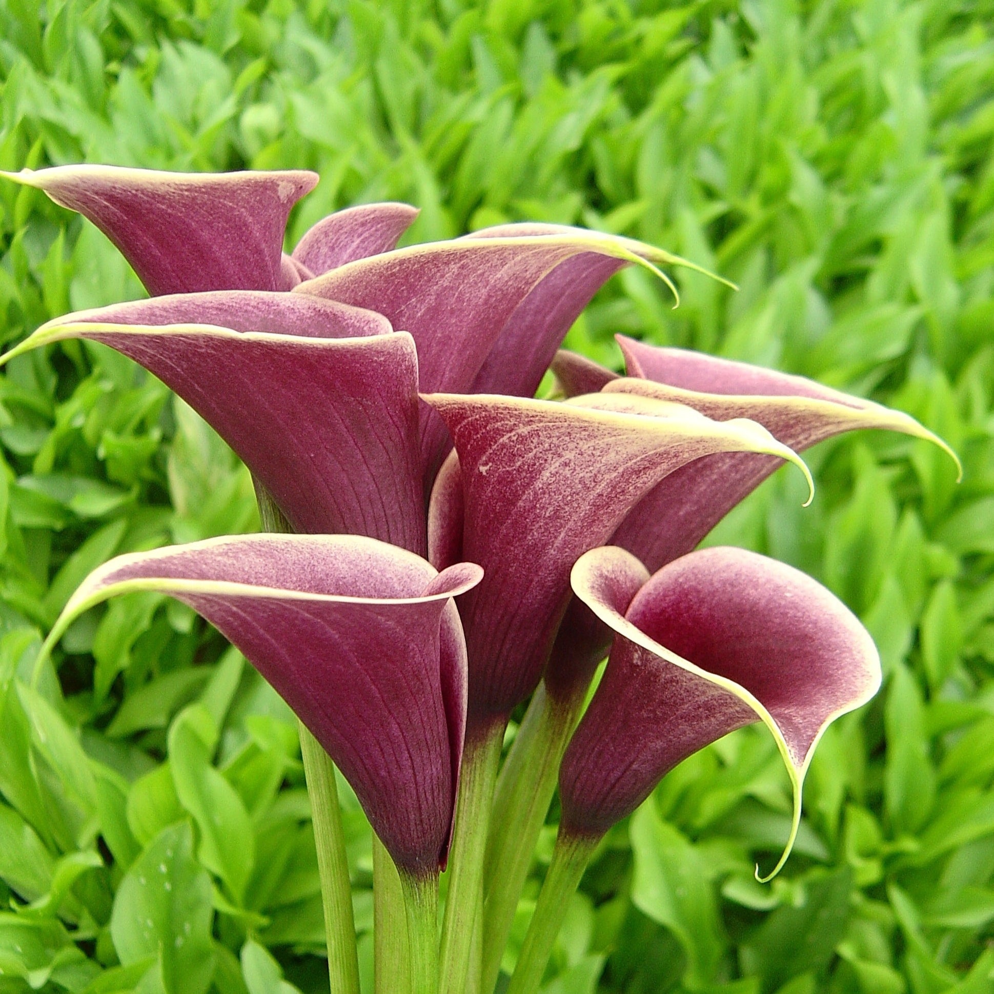 Zantedeschia (calla lily) - Persia - 1 bulb p/pack — Hadeco.co.za