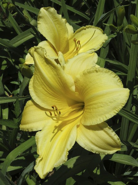 Hemerocallis (daylily) - Super Nova - 2 bulbs p-pack — Hadeco.co.za