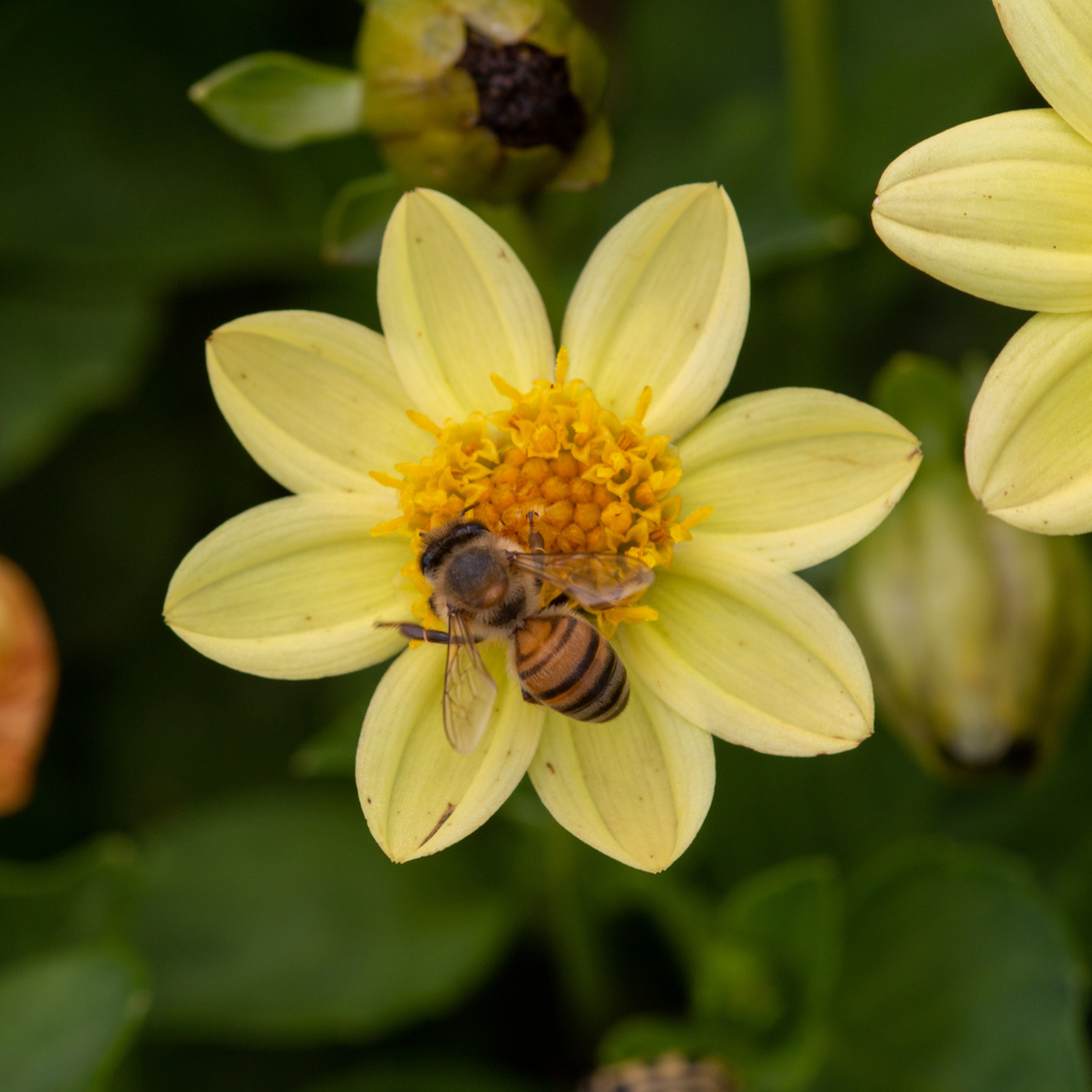 Summer Bulbs — Hadeco.co.za