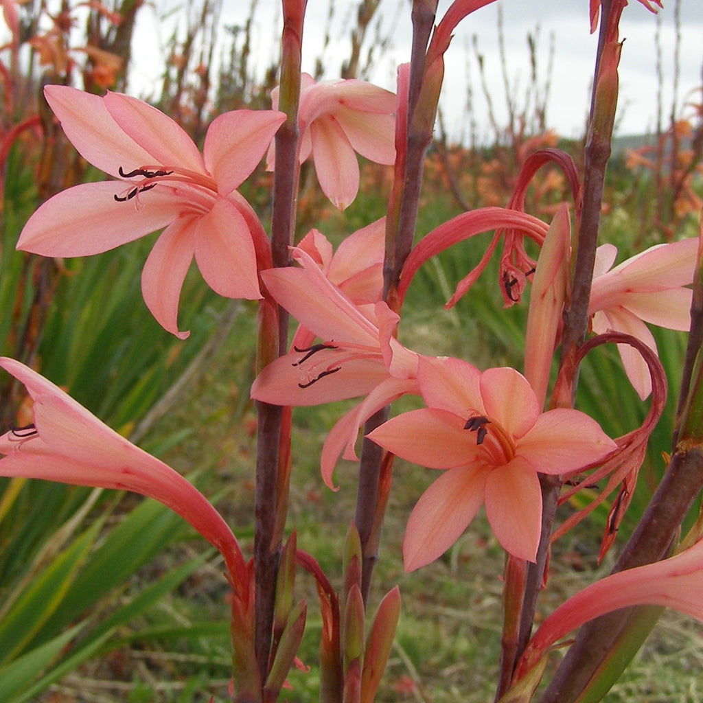 Winter Bulbs — Hadeco.co.za