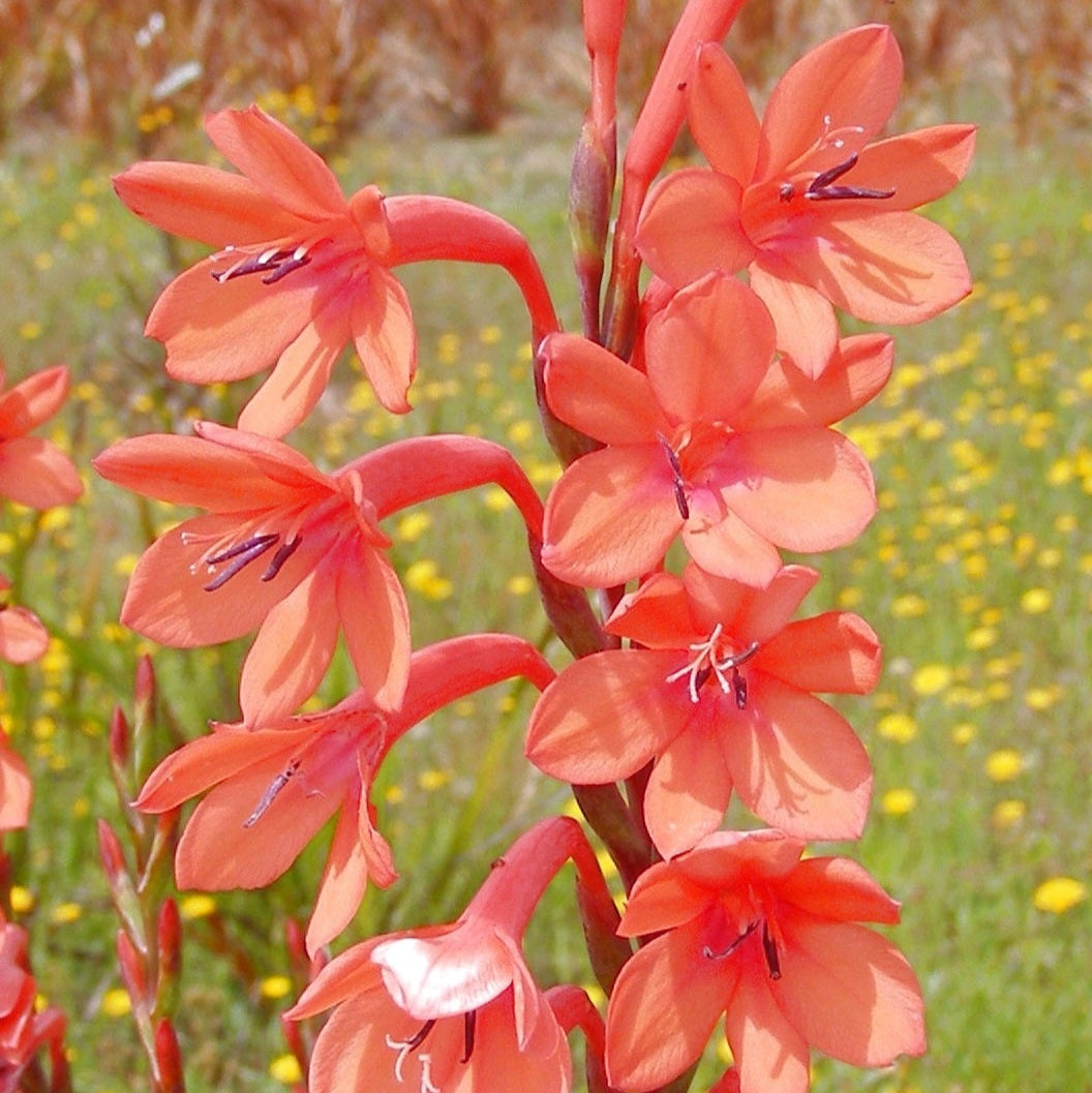 Watsonia Meriana - New Red - 5 bulbs p-pack — Hadeco.co.za