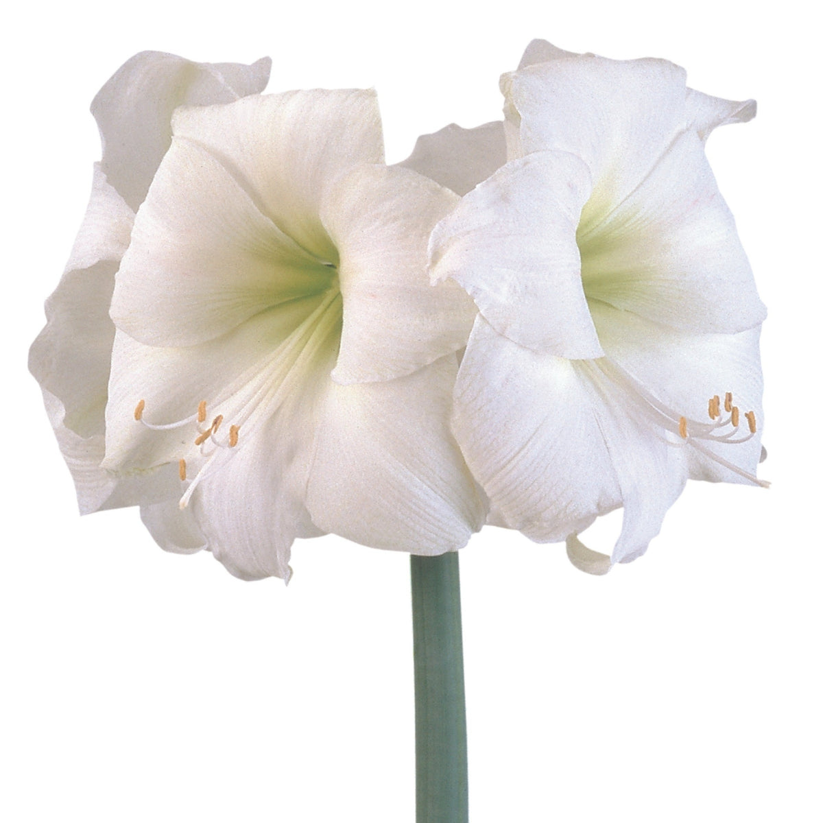 Hippeastrum (amaryllis) Symphony Single - Wedding Dance™- 1 bulb p-pac ...