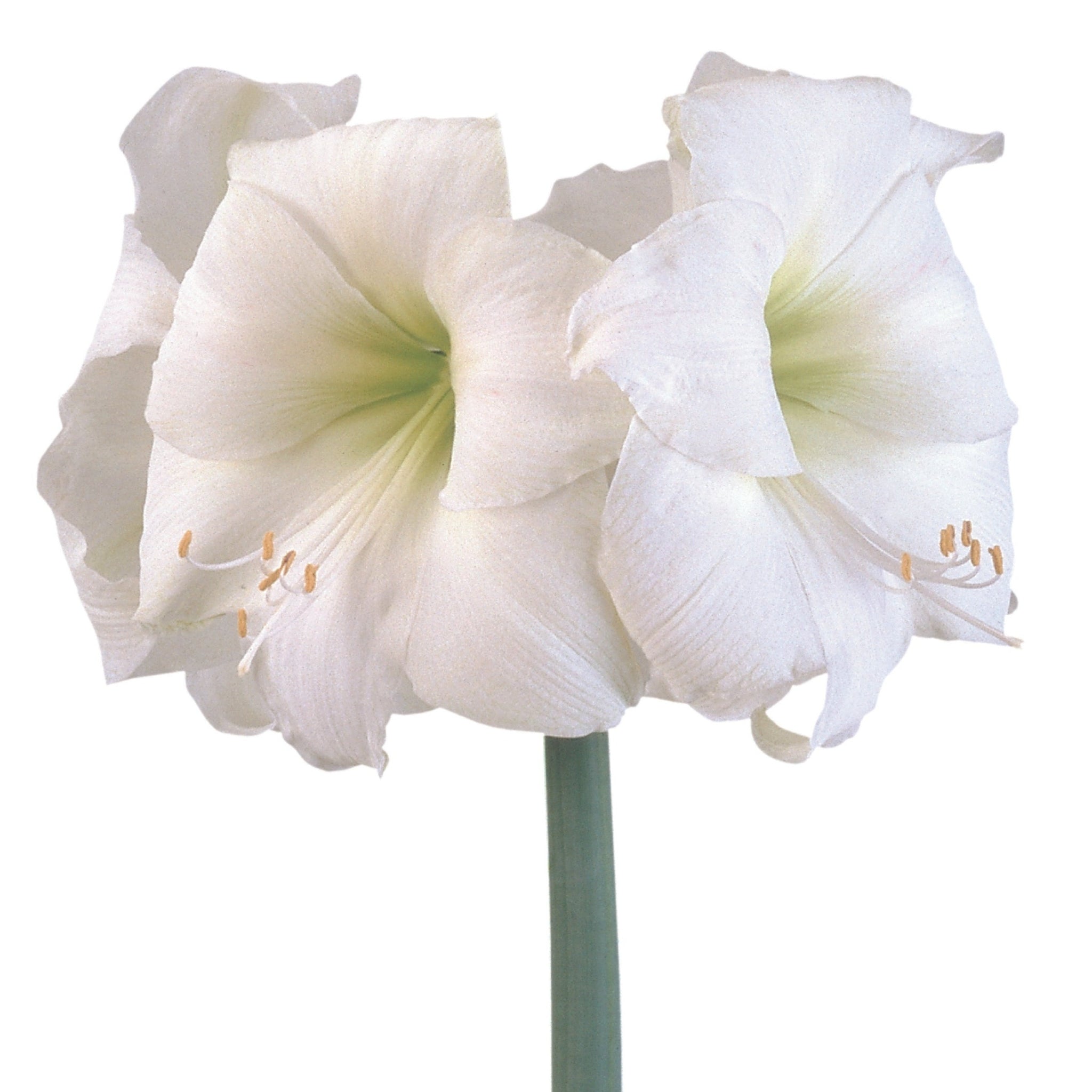 Buy Hadeco Hippeastrum / amaryllis bulbs online — Hadeco.co.za