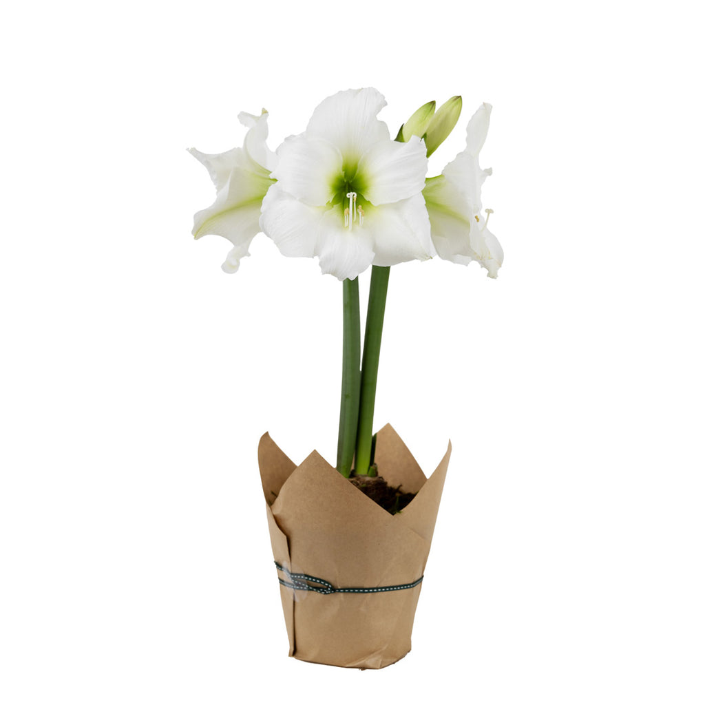 Buy Hadeco Hippeastrum / amaryllis bulbs online — Hadeco.co.za