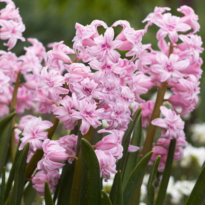 Winter Bulbs — Hadeco.co.za