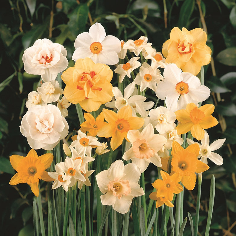 Winter Bulbs — Hadeco.co.za
