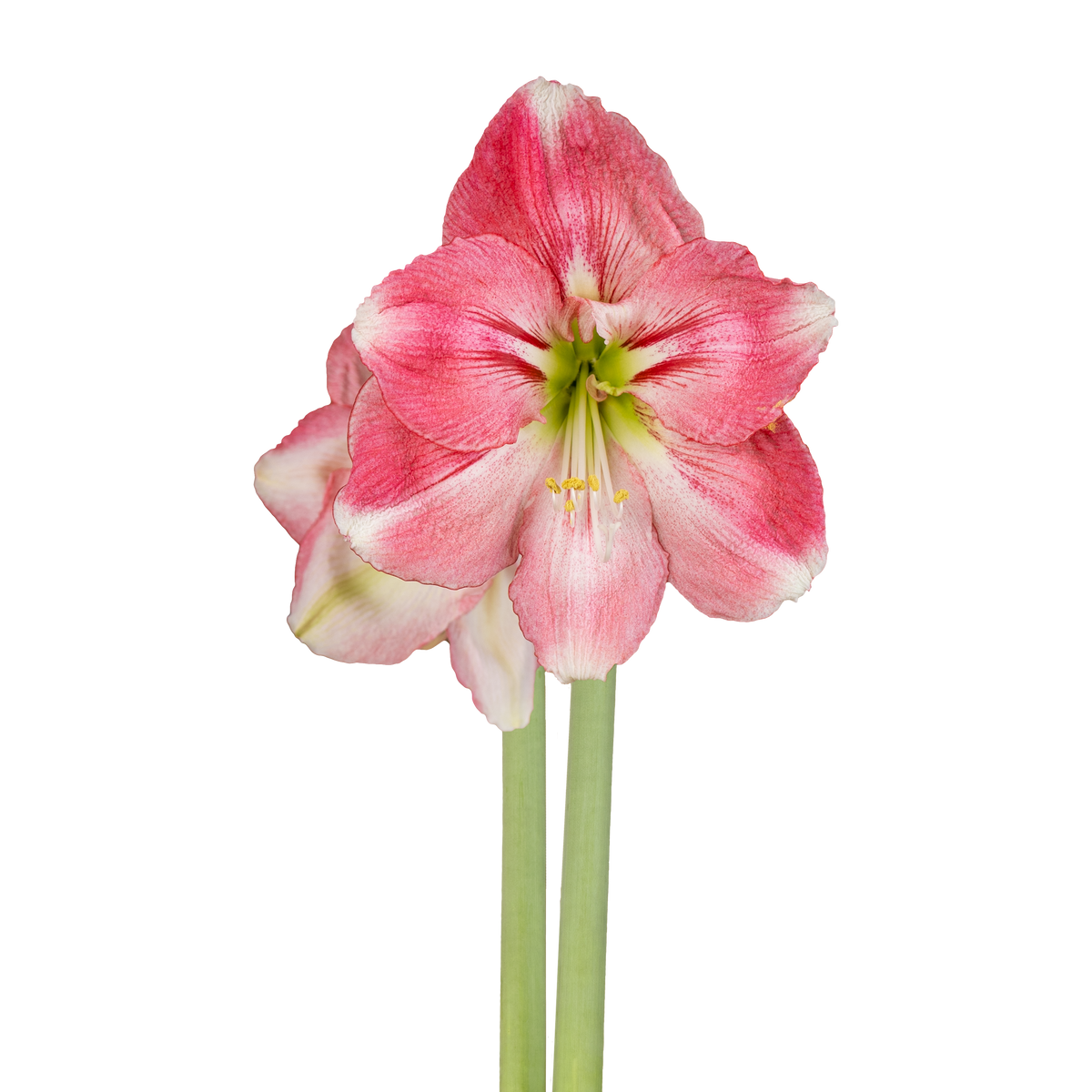 Hippeastrum (amaryllis) Symphony Single - Dreamer™ - 1 bulb p-pack ...