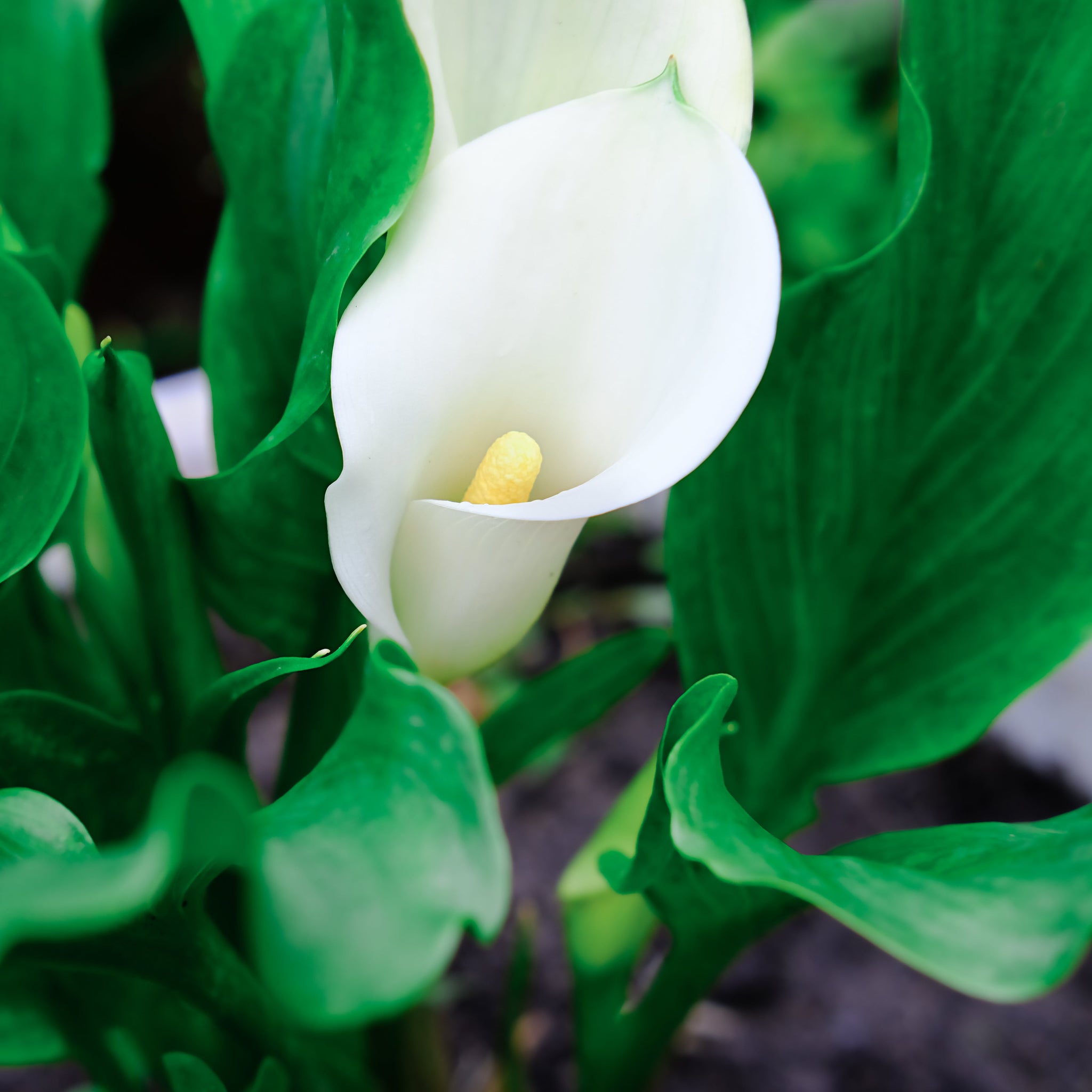 Hadeco.co.za, your blooming gardening journey starts here.