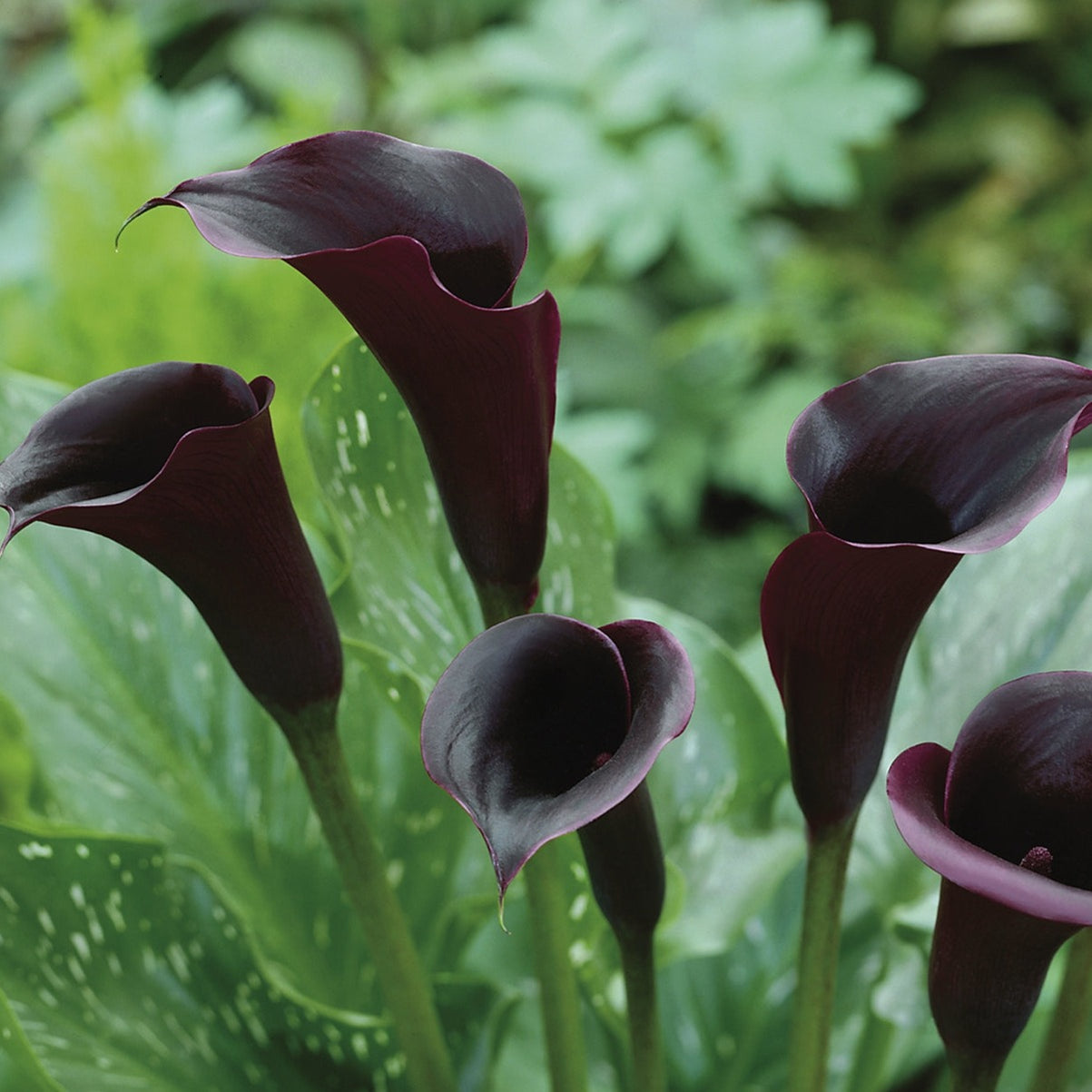 Zantedeschia — Hadeco.co.za
