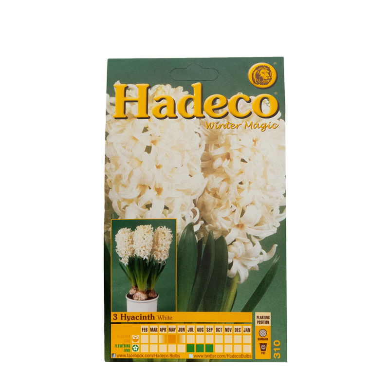 Winter Bulbs — Hadeco.co.za