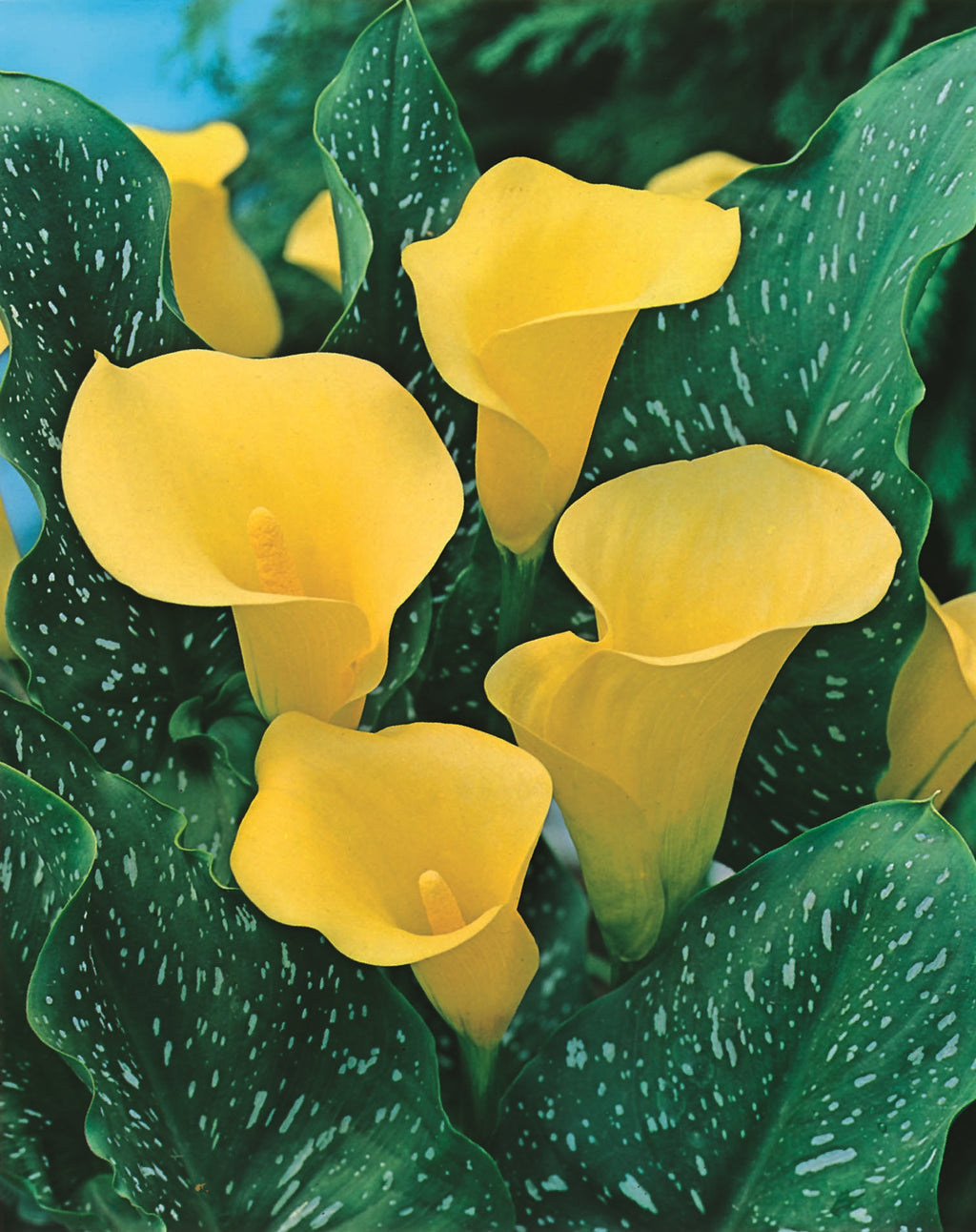 Zantedeschia — Hadeco.co.za
