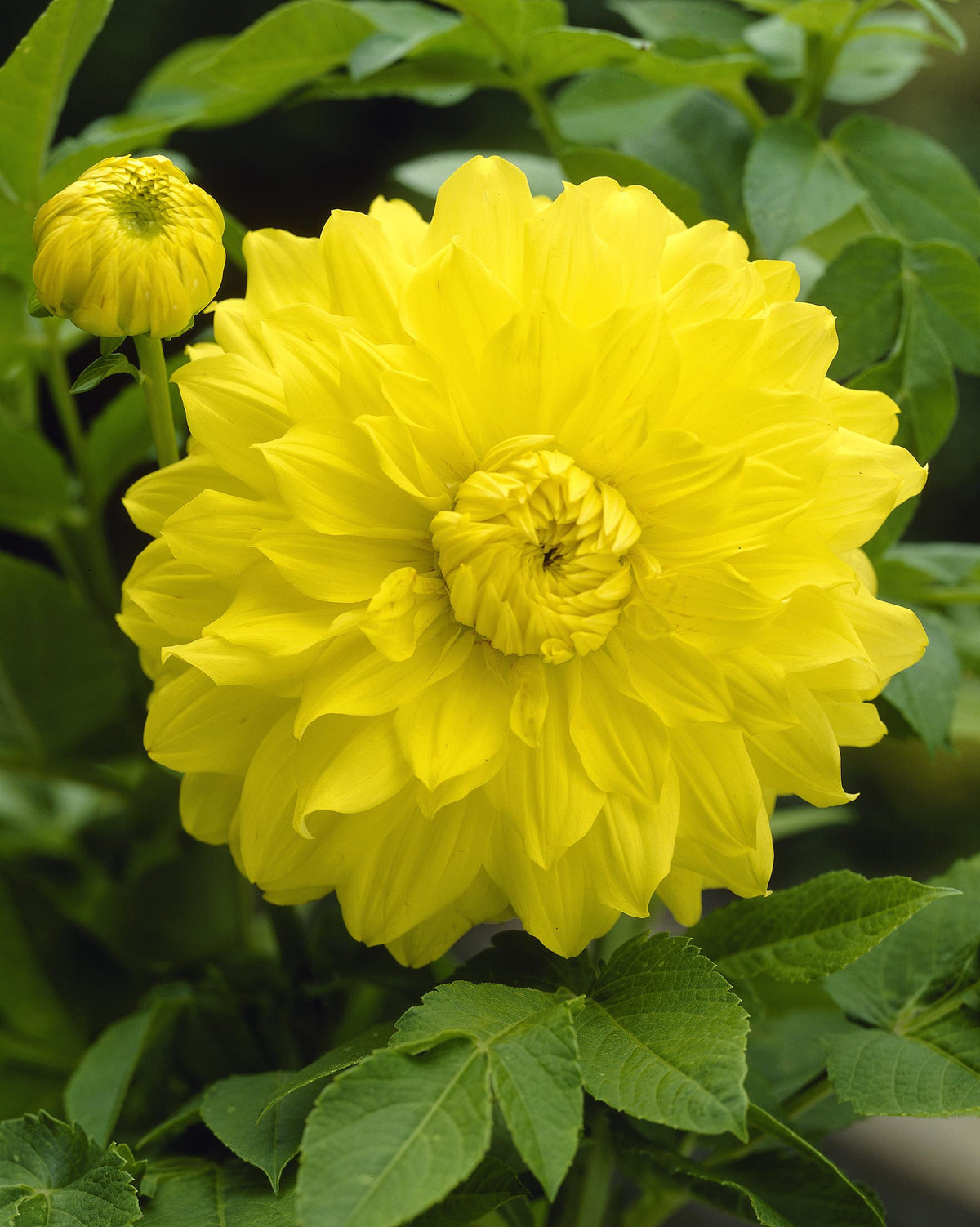 Dahlia Decorative - Golden Emblem - 1 bulb p-pack — Hadeco.co.za