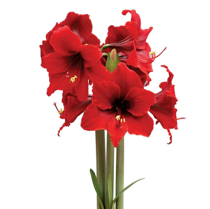 Buy Hadeco Hippeastrum / amaryllis bulbs online — Hadeco.co.za