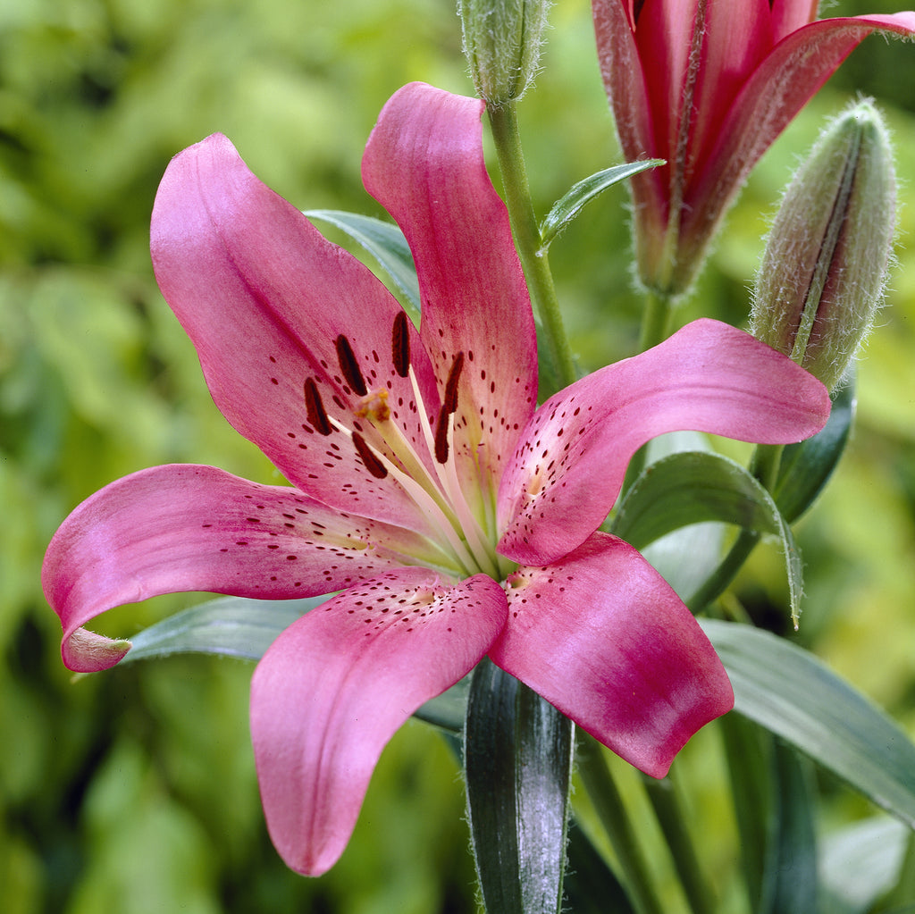 Lilium — Hadeco.co.za