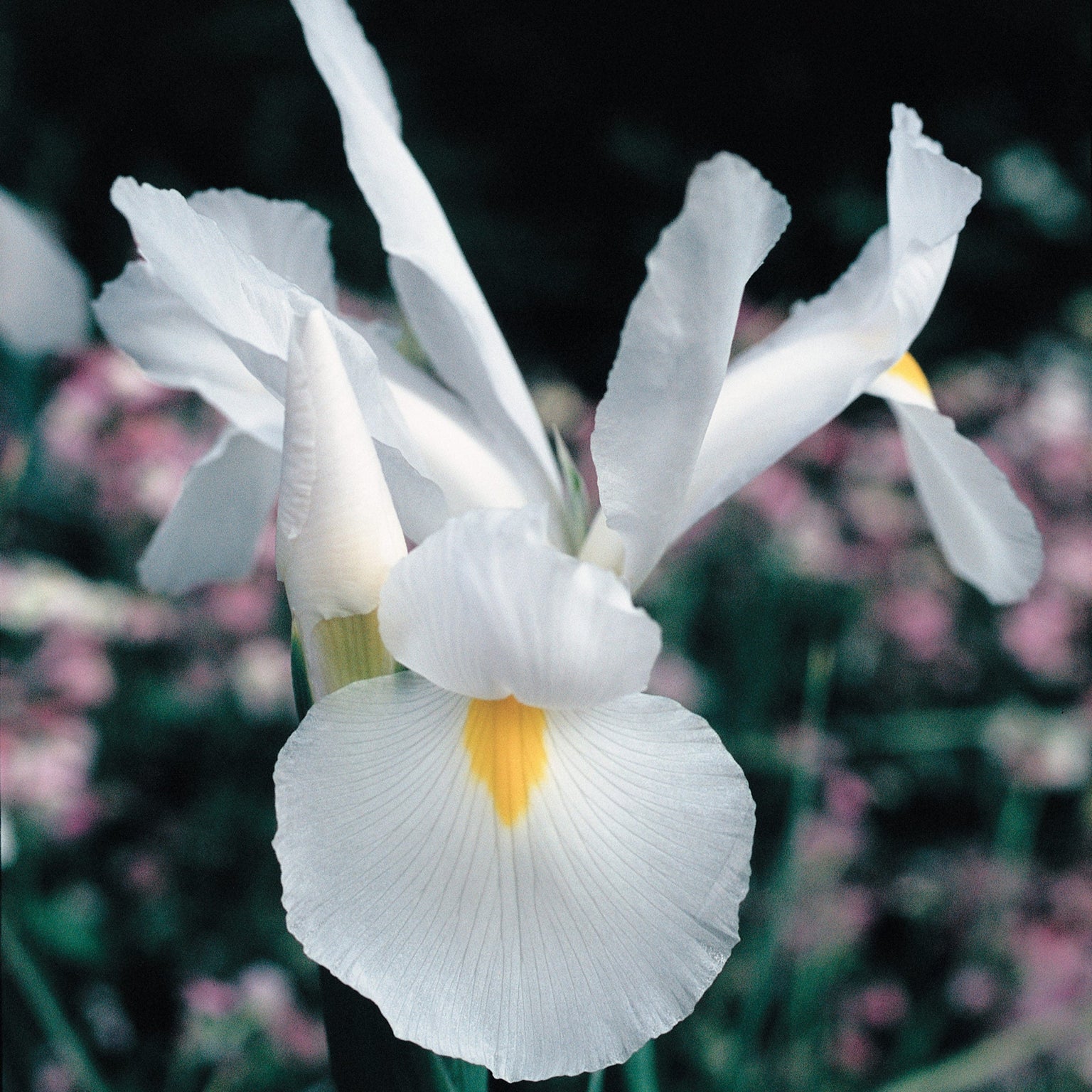 Dutch Iris — Hadeco.co.za