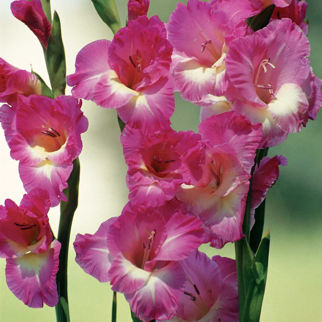 Buy Gladiolus Bulbs Online From Hadeco — Hadeco.co.za